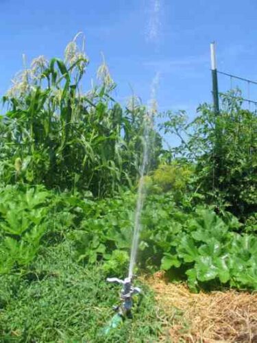 Grow Your Own Popcorn – Mother Earth News